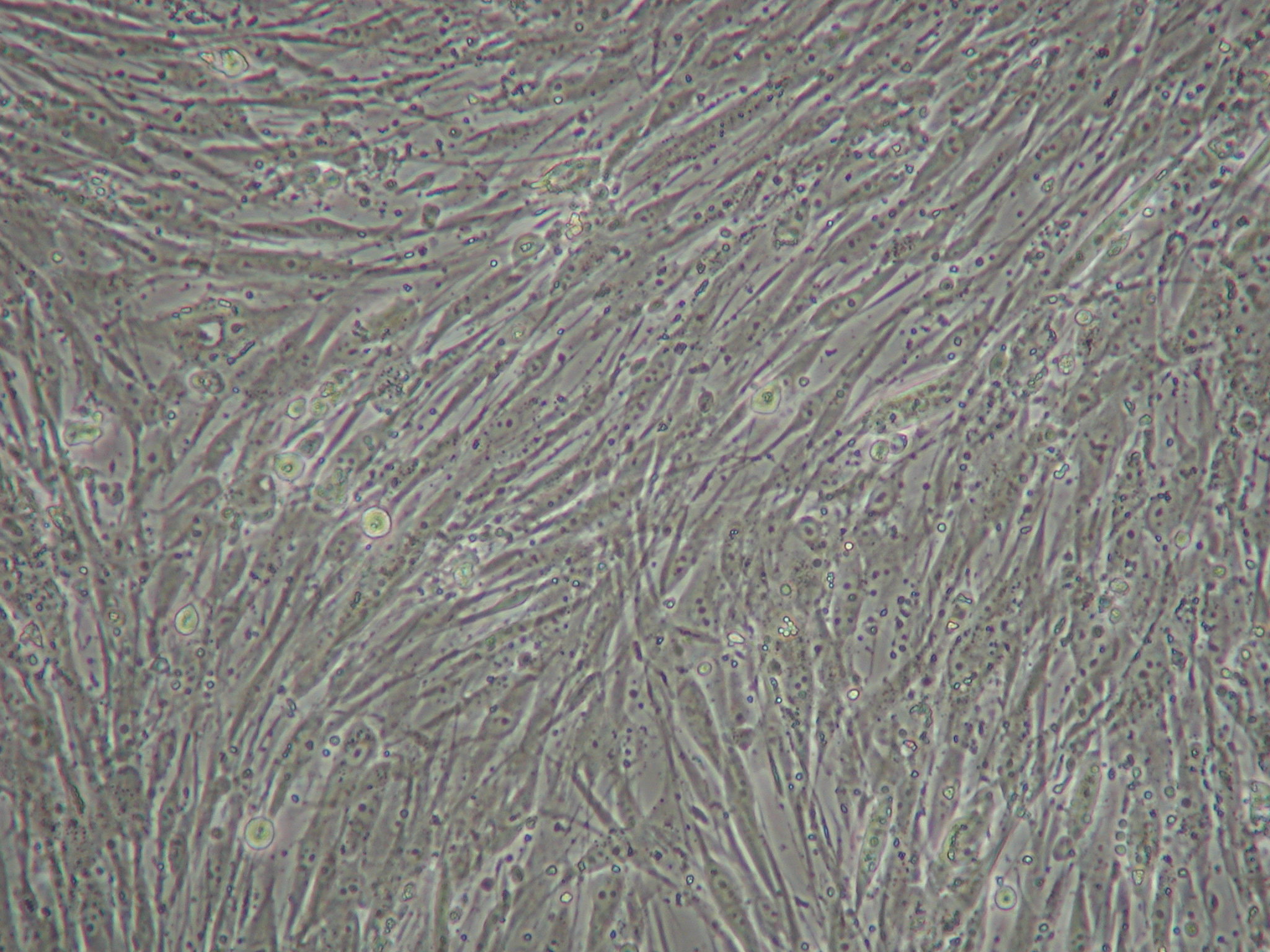 Cell Gallery | Fox Chase Cancer Center - Philadelphia PA