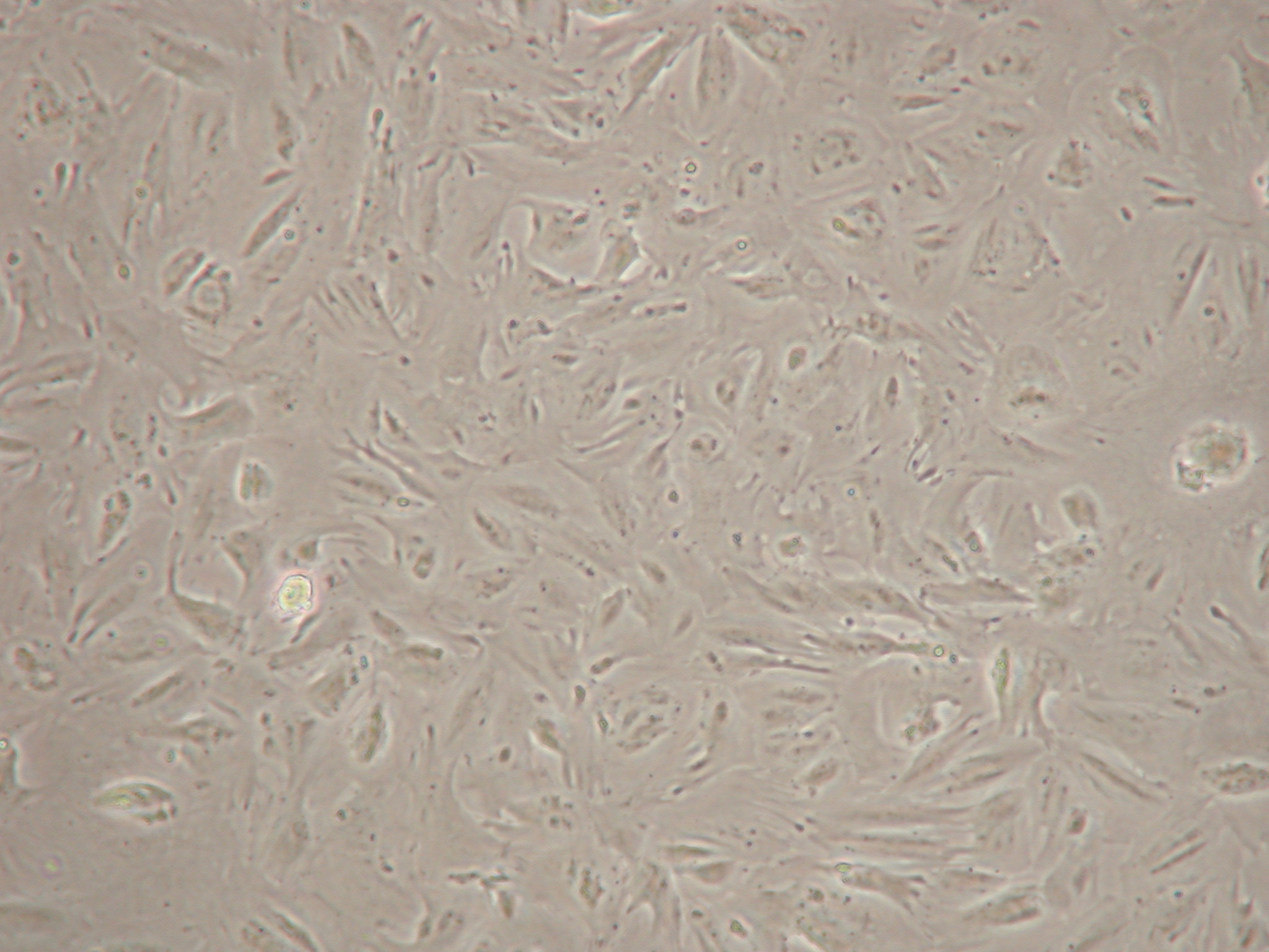 Cell Gallery | Fox Chase Cancer Center - Philadelphia PA