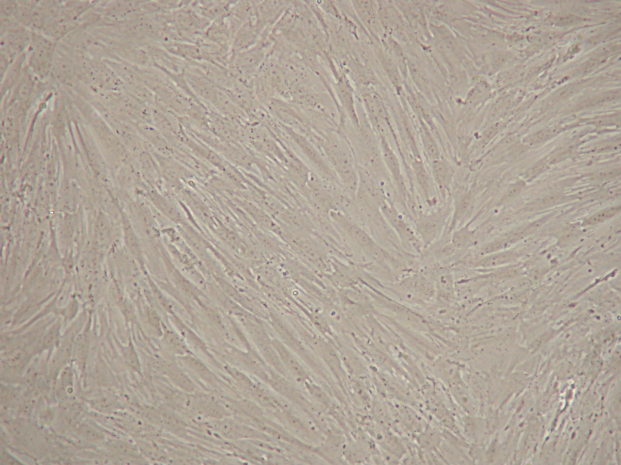 Cell Gallery | Fox Chase Cancer Center - Philadelphia PA