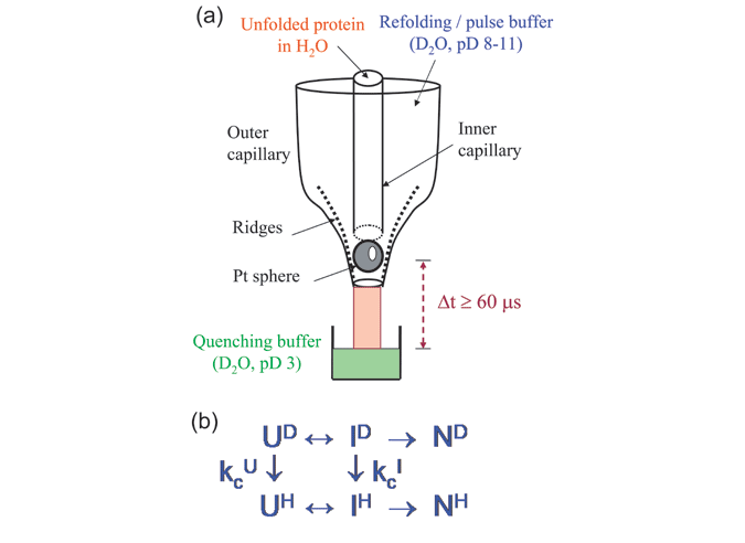 Heinrich Roder | Fox Chase Cancer Center - Philadelphia PA
