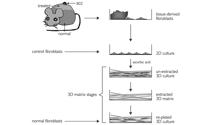 Edna (Eti) Cukierman | Fox Chase Cancer Center - Philadelphia PA